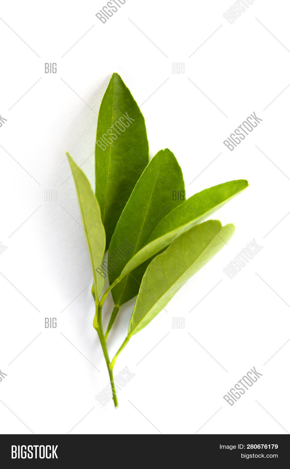 Citrus Microcarpa Image & Photo (Free Trial) | Bigstock