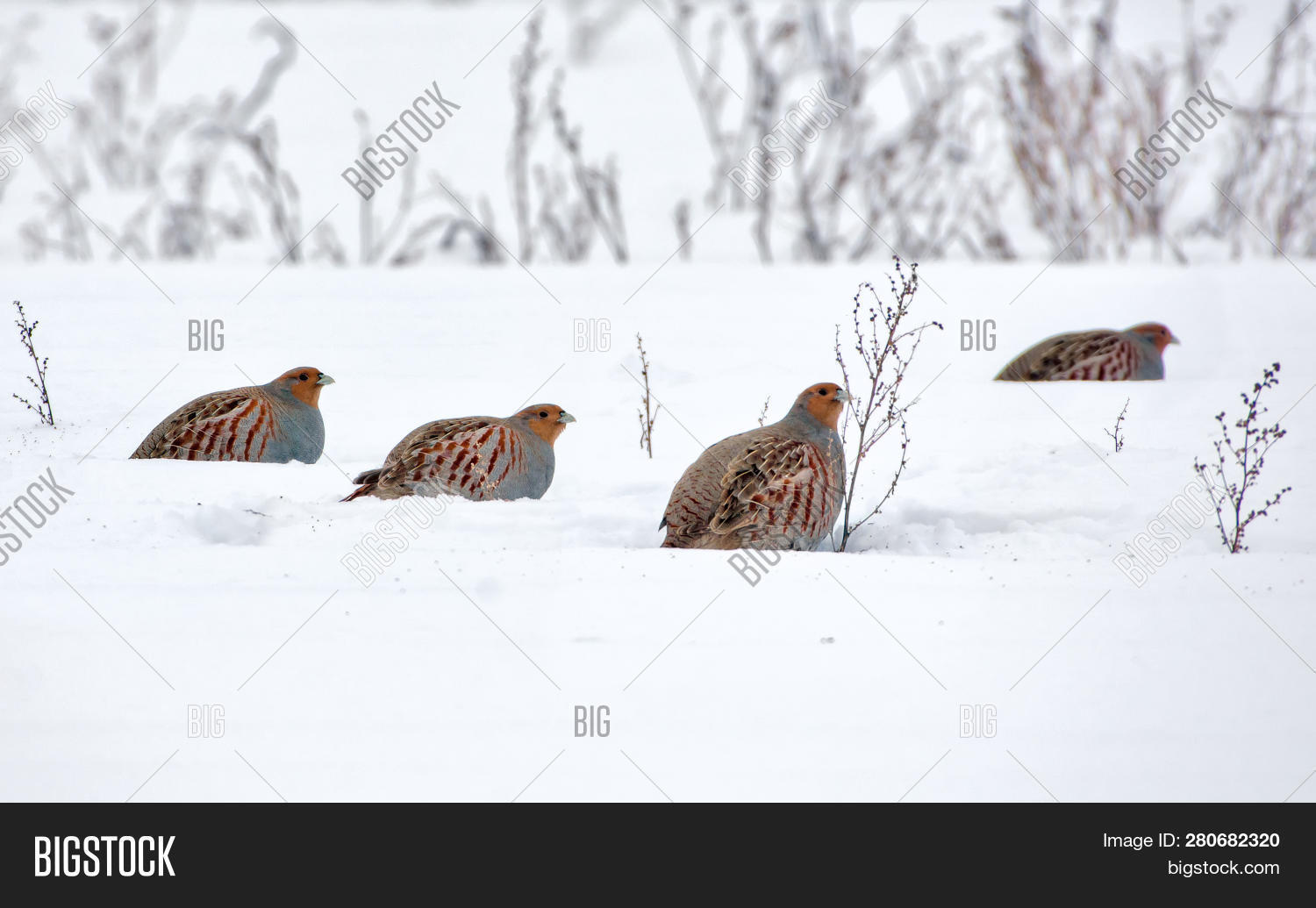 Big Flock Grey Image & Photo (Free Trial) | Bigstock