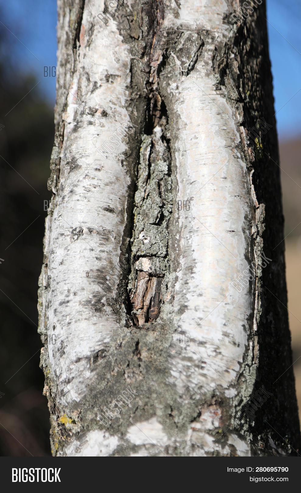 Birch Tree Slit Cortex Image & Photo (Free Trial) | Bigstock