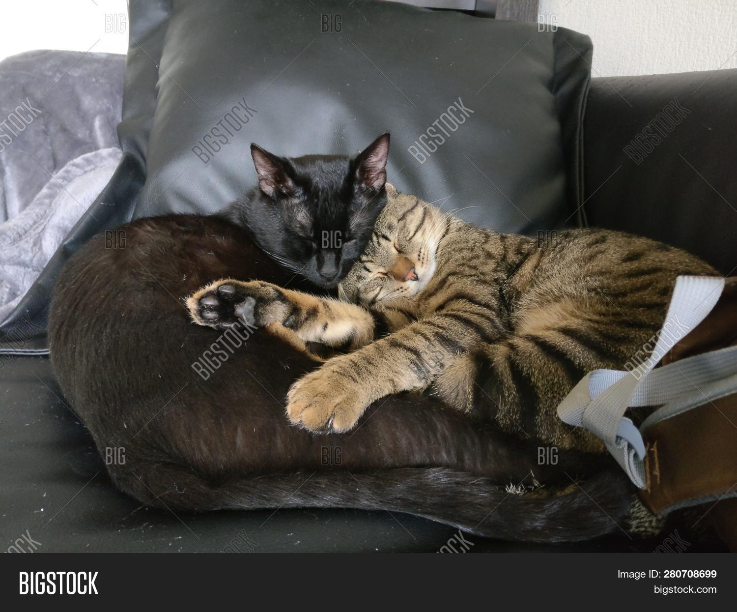 Two Cats Love Sleep Image & Photo (Free Trial) | Bigstock