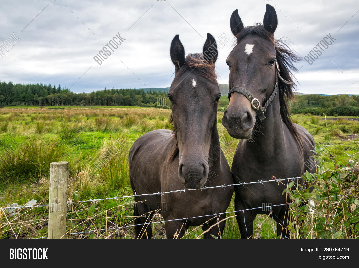 This Close Picture Two Image & Photo (Free Trial) | Bigstock