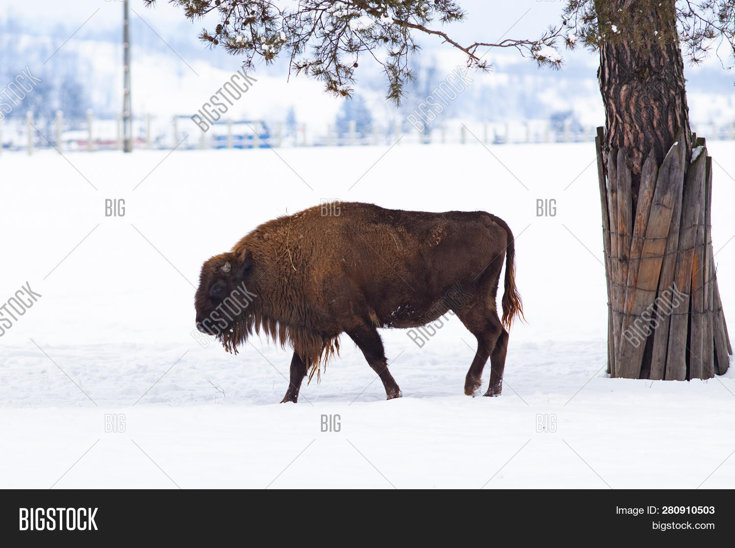European Bison (Bison Image & Photo (Free Trial) | Bigstock