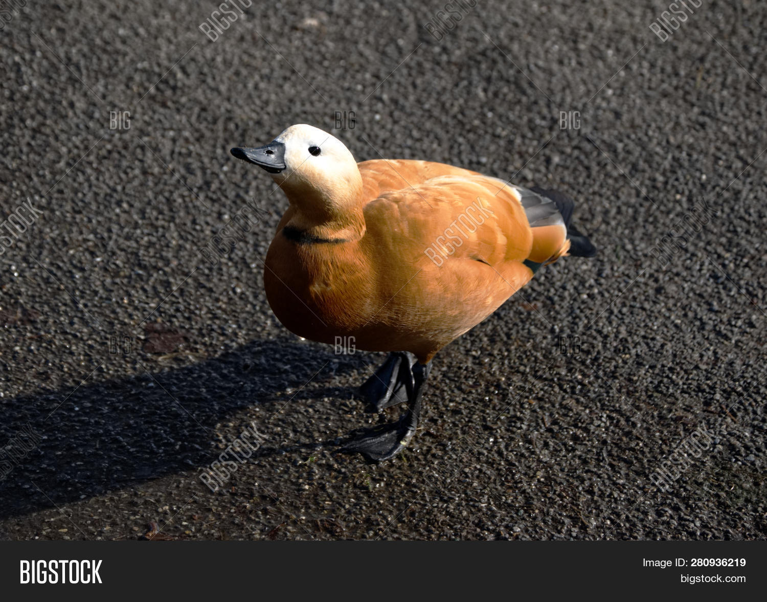 Female Ruddy Shelduck Image & Photo (Free Trial) | Bigstock