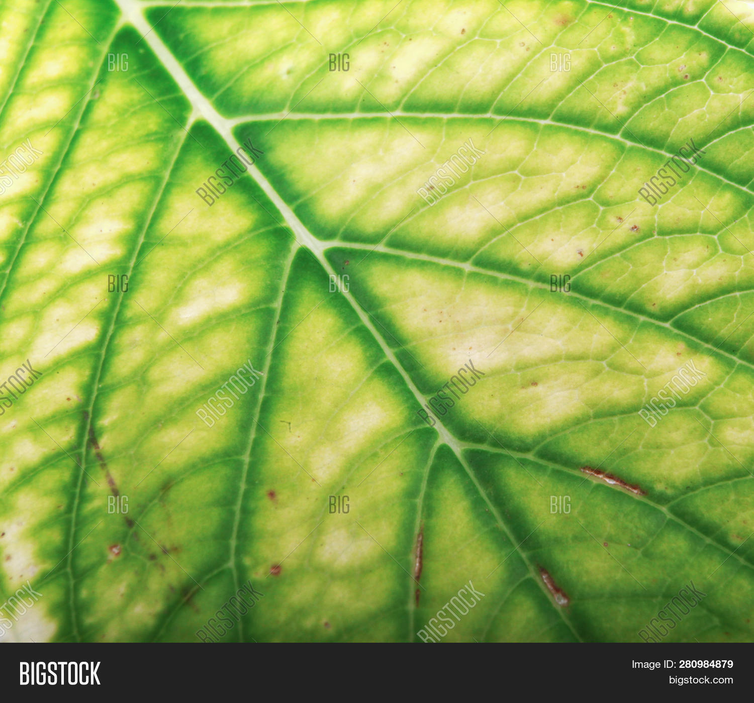 Green Foliage Texture Image & Photo (Free Trial) | Bigstock