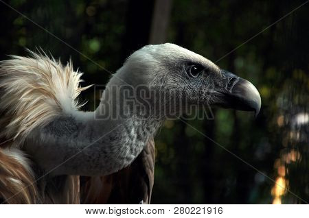 Griffin Images, Illustrations & Vectors (Free) - Bigstock