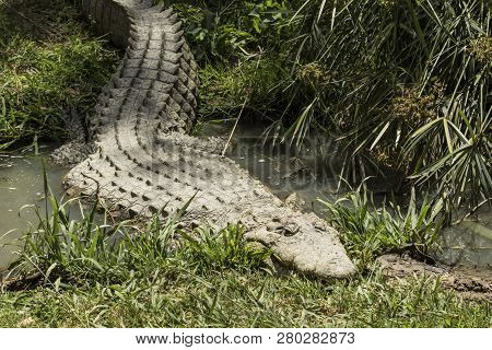 Lazy Nile Crocodile Image & Photo (Free Trial) | Bigstock