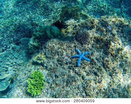 Blue Starfish On Coral Image & Photo (Free Trial) | Bigstock