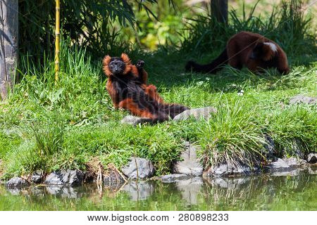 Red Ruffed Lemur Image & Photo (Free Trial) | Bigstock