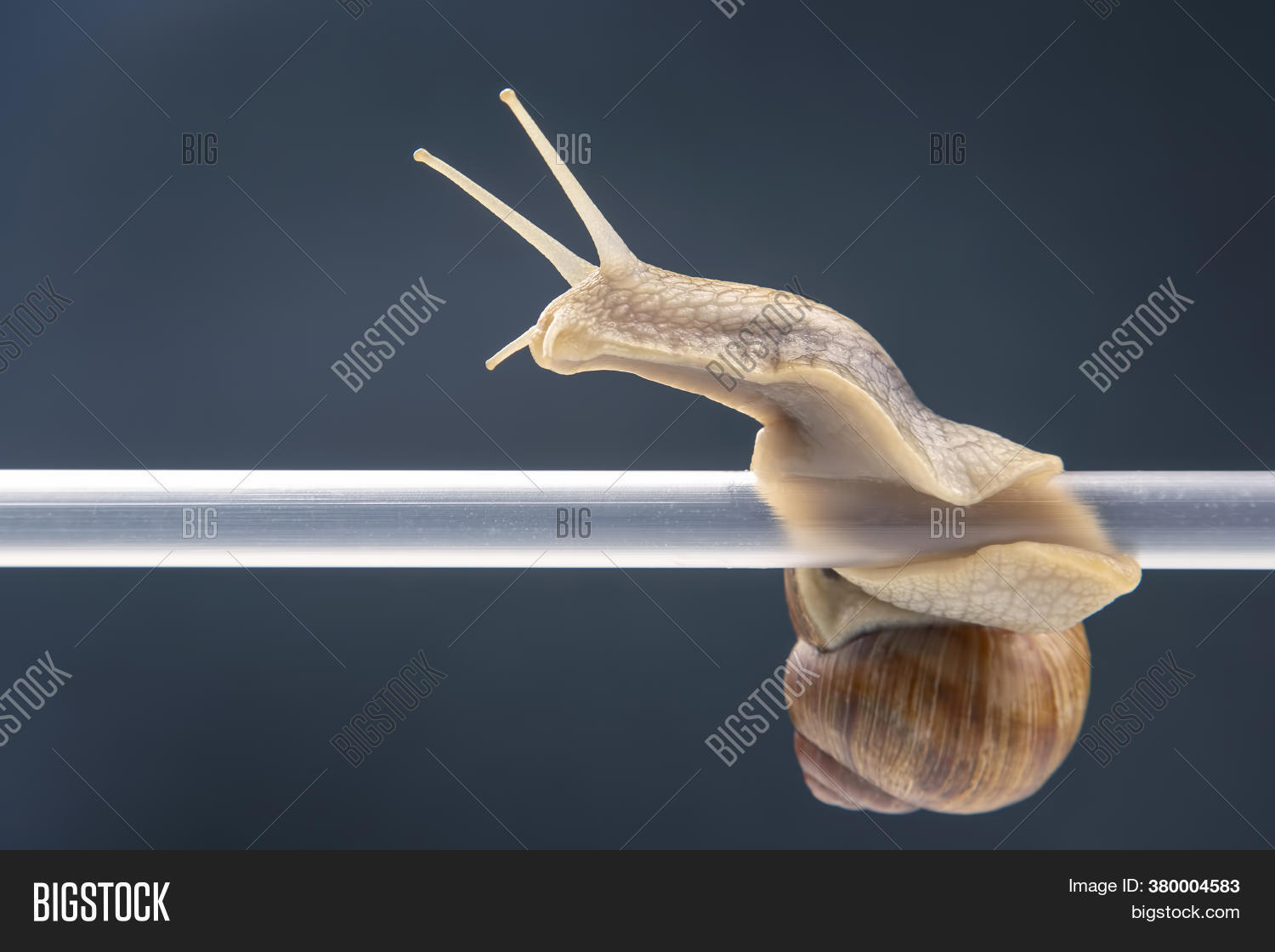 Helix Pomatia. Snails Image & Photo (Free Trial) | Bigstock