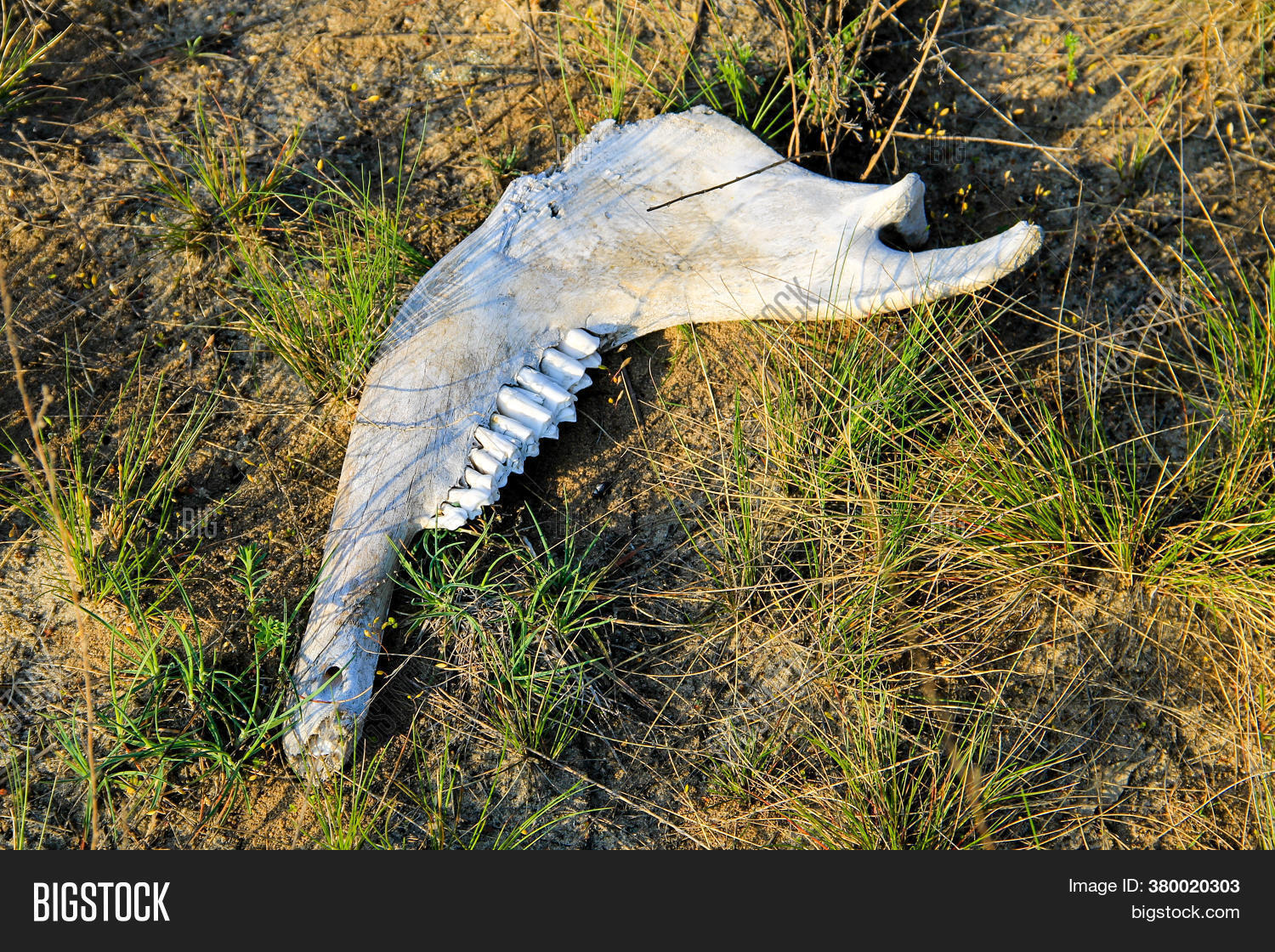 Old Jaw Bone Animal On Image & Photo (Free Trial) | Bigstock