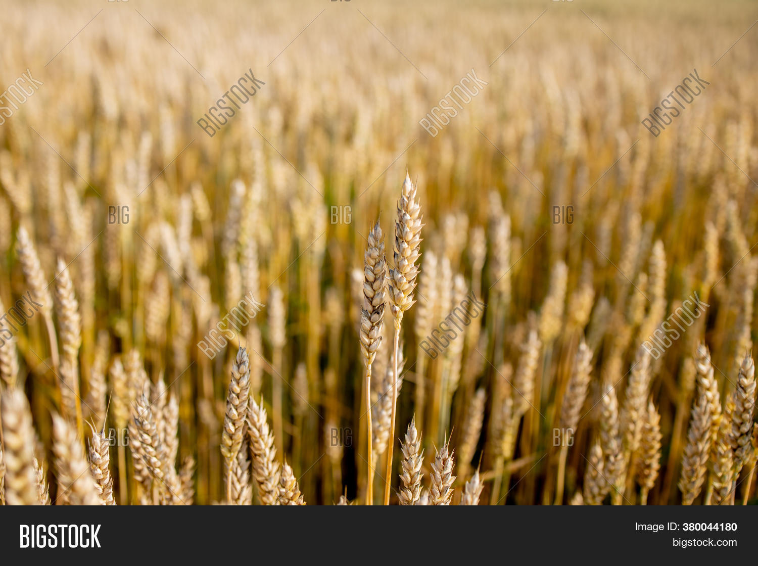 Gold Wheat Field. Image & Photo (Free Trial) | Bigstock