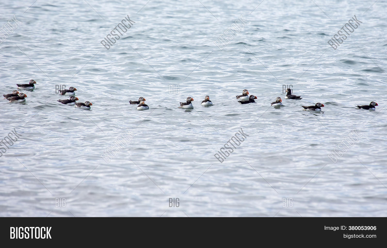 Puffin Birds Catch Image & Photo (Free Trial) | Bigstock