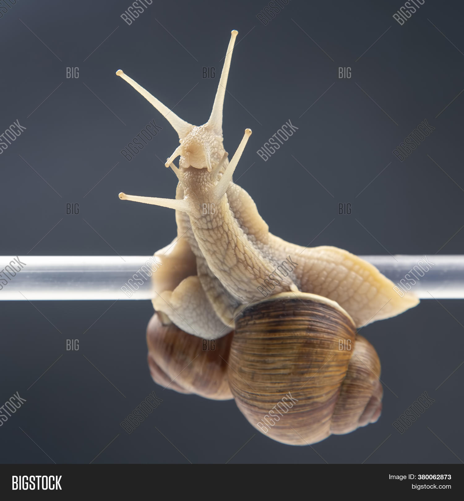 Helix Pomatia. Snails Image & Photo (Free Trial) | Bigstock