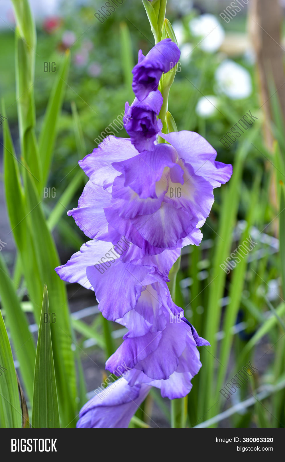 Purple Beautiful Image & Photo (Free Trial) | Bigstock