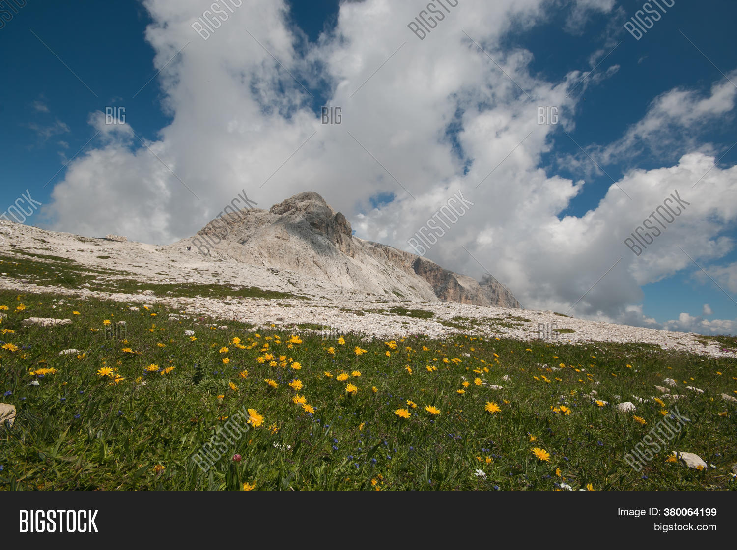 Wild Flowers Plateau Image & Photo (Free Trial) | Bigstock