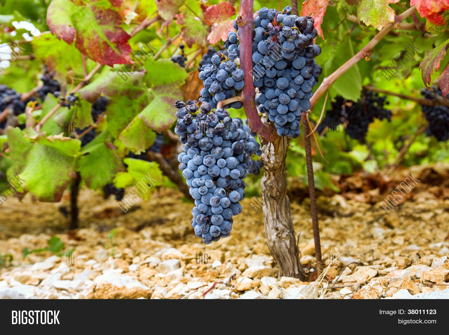 Bunch Grapes Image & Photo (Free Trial) | Bigstock