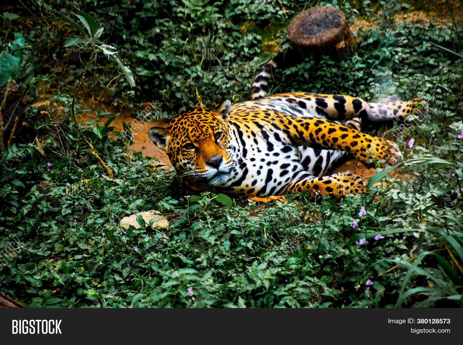 Jaguar Resting Forest Image & Photo (Free Trial) | Bigstock