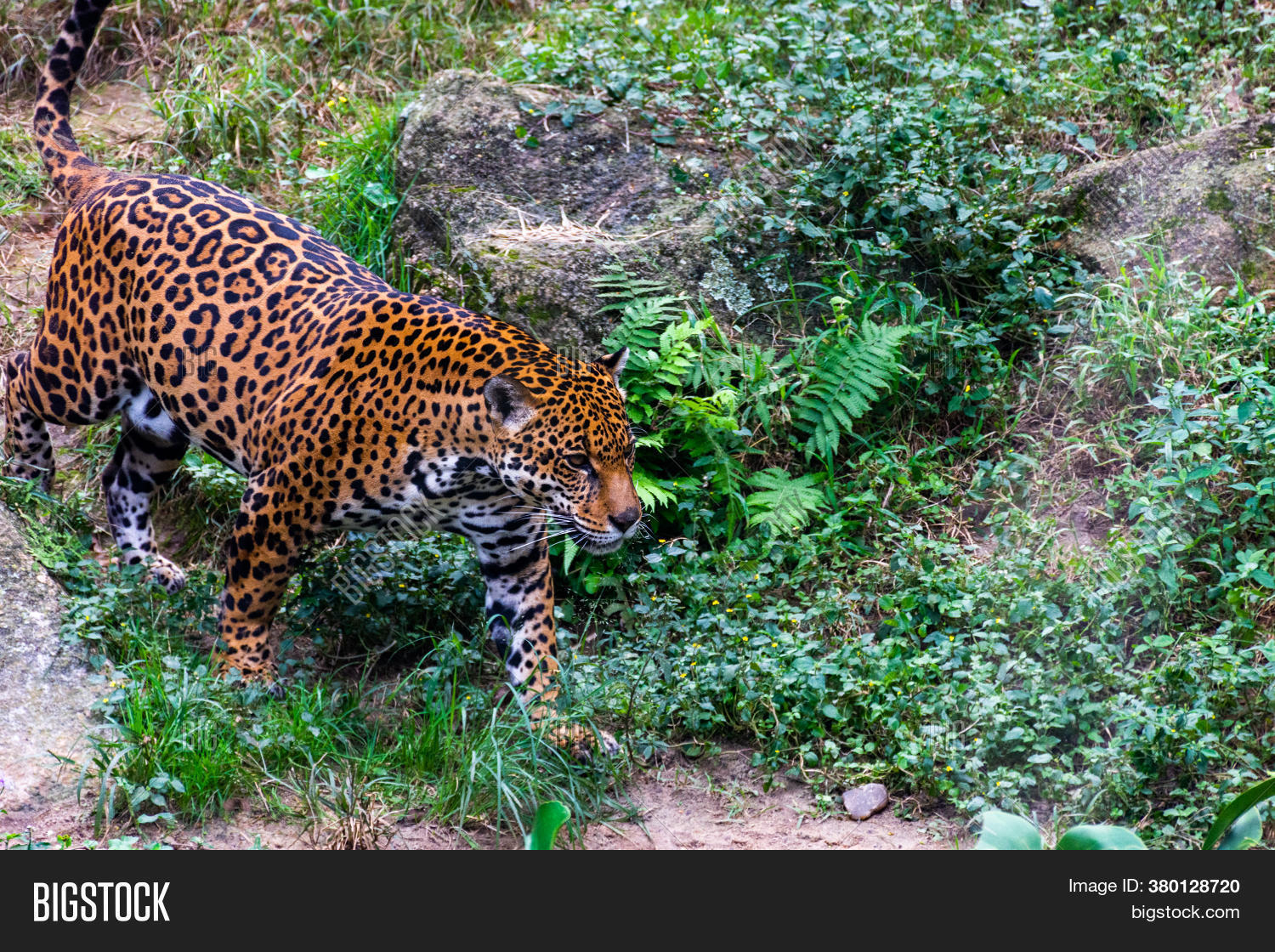 Jaguar Walking Forest Image & Photo (Free Trial) | Bigstock
