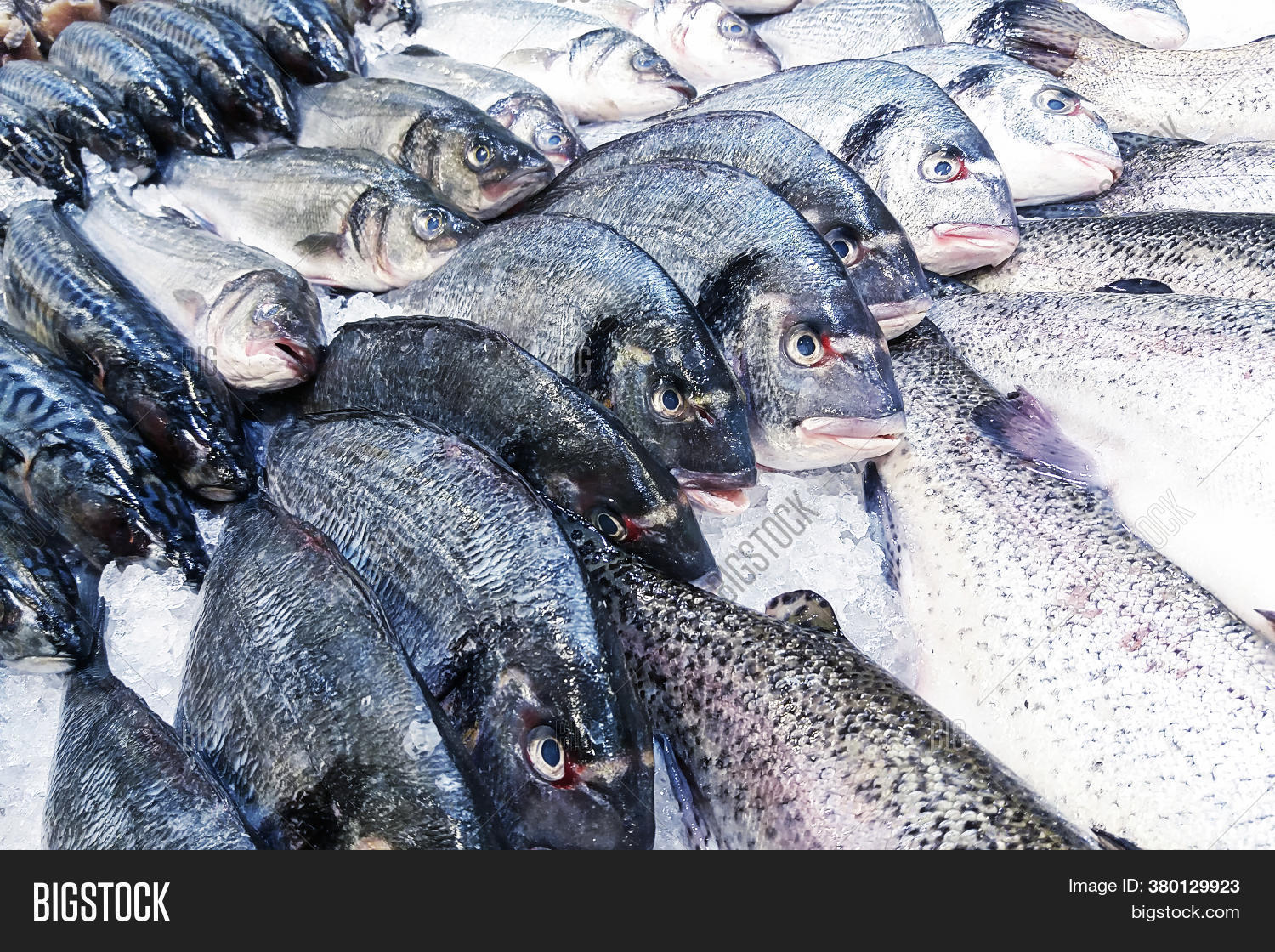 Fish On Ice Fish Image & Photo (Free Trial) | Bigstock