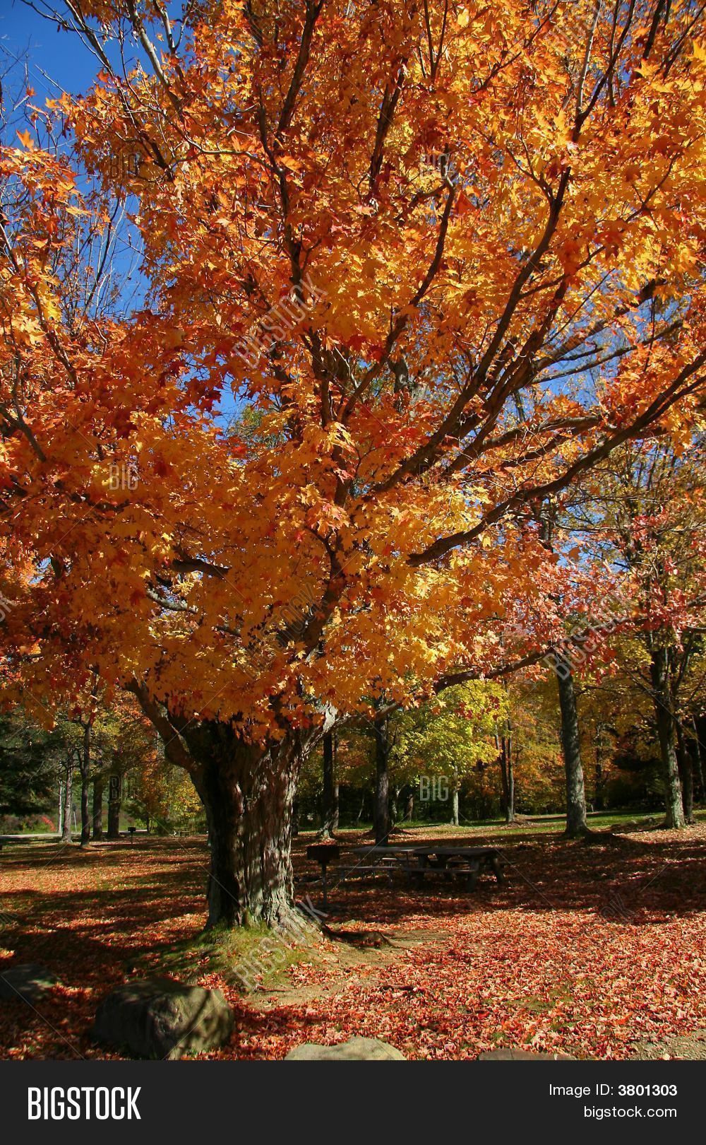 Orange Colored Tree Image & Photo (Free Trial) | Bigstock