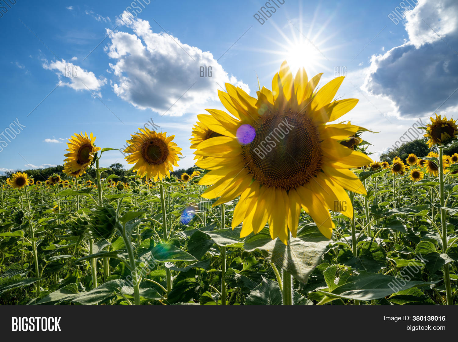 Sunflower Field Summer Image & Photo (Free Trial) | Bigstock