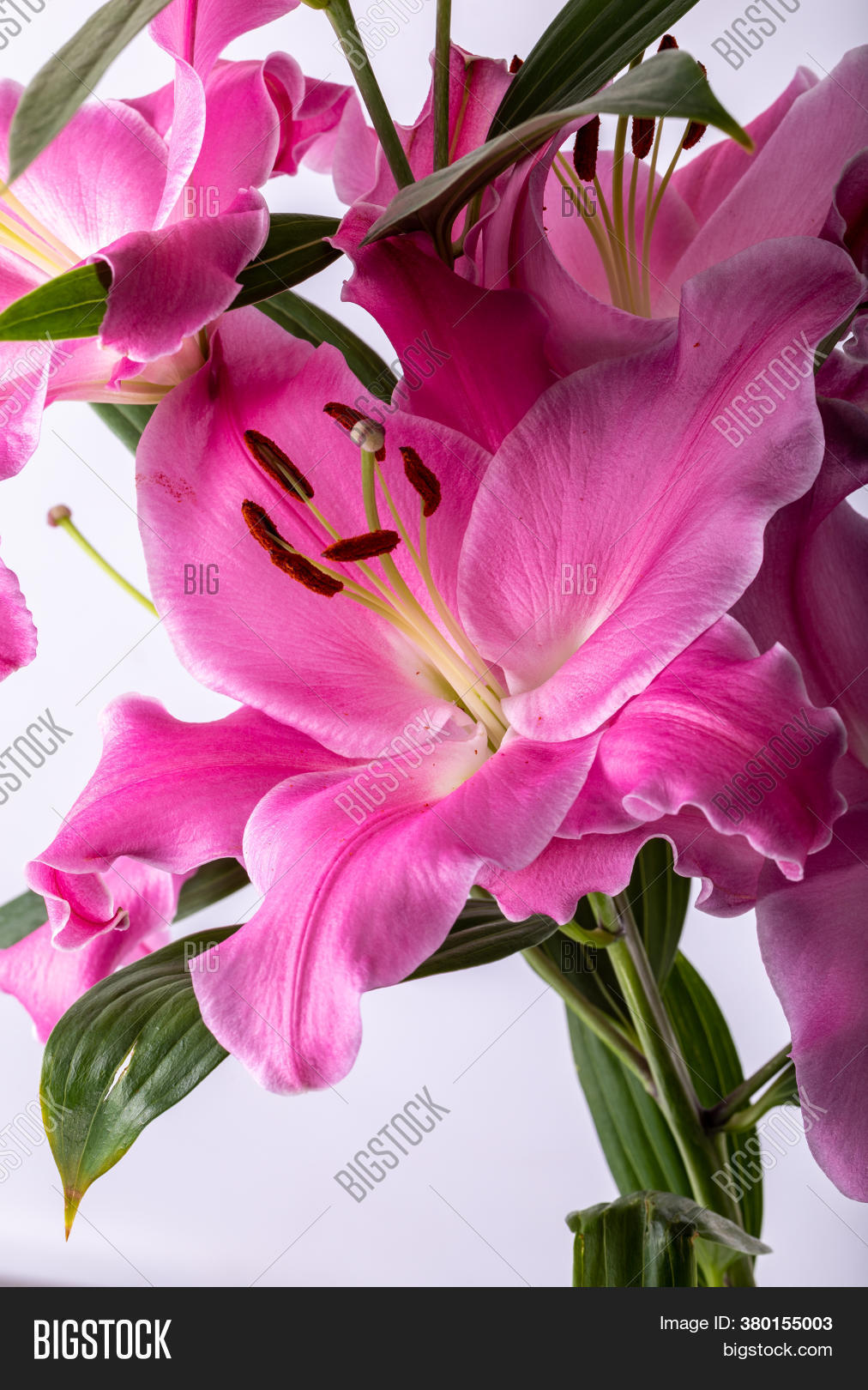 Close- Pink Liles Image & Photo (Free Trial) | Bigstock