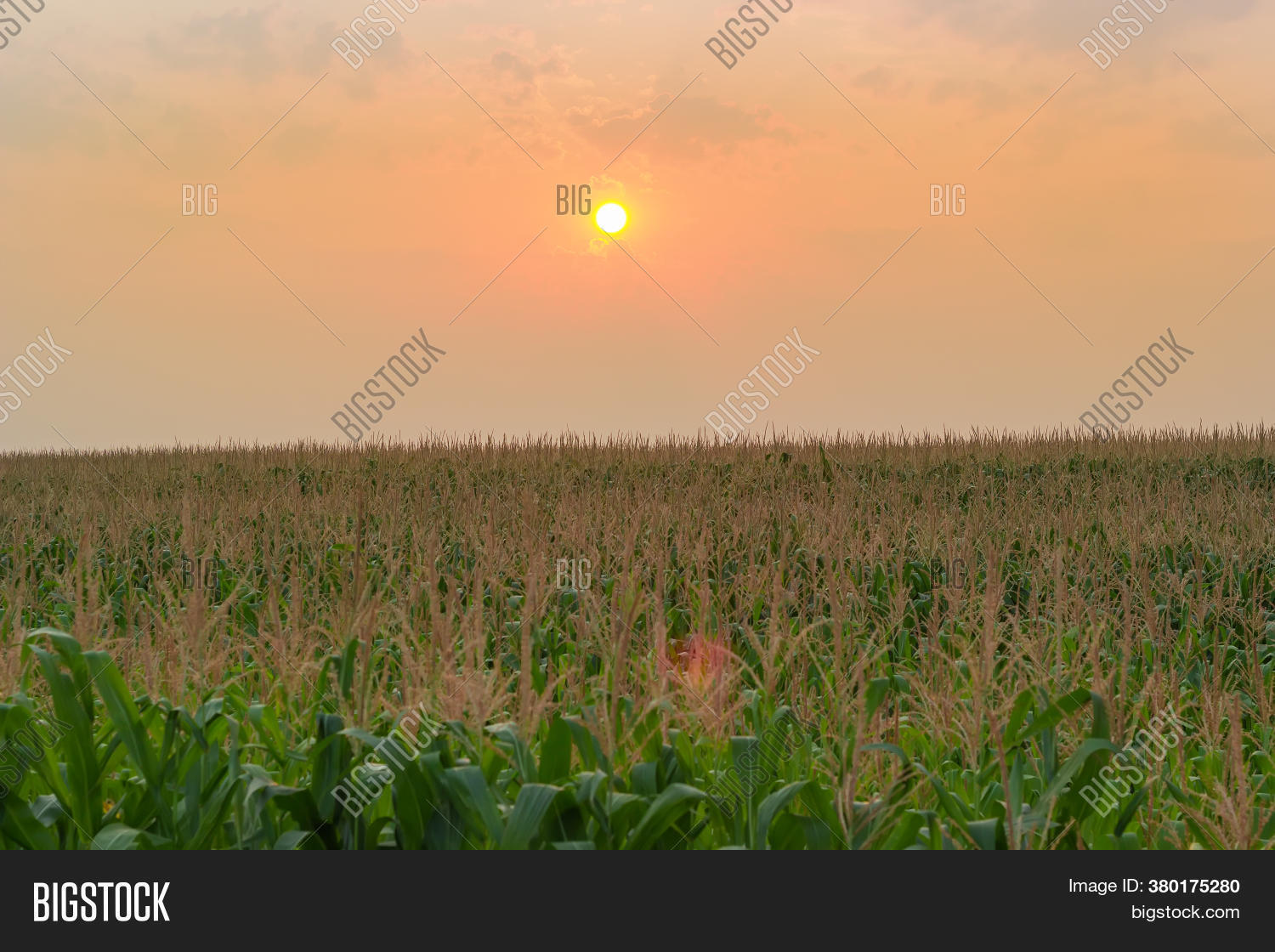 Field Flowering Corn Image & Photo (Free Trial) | Bigstock