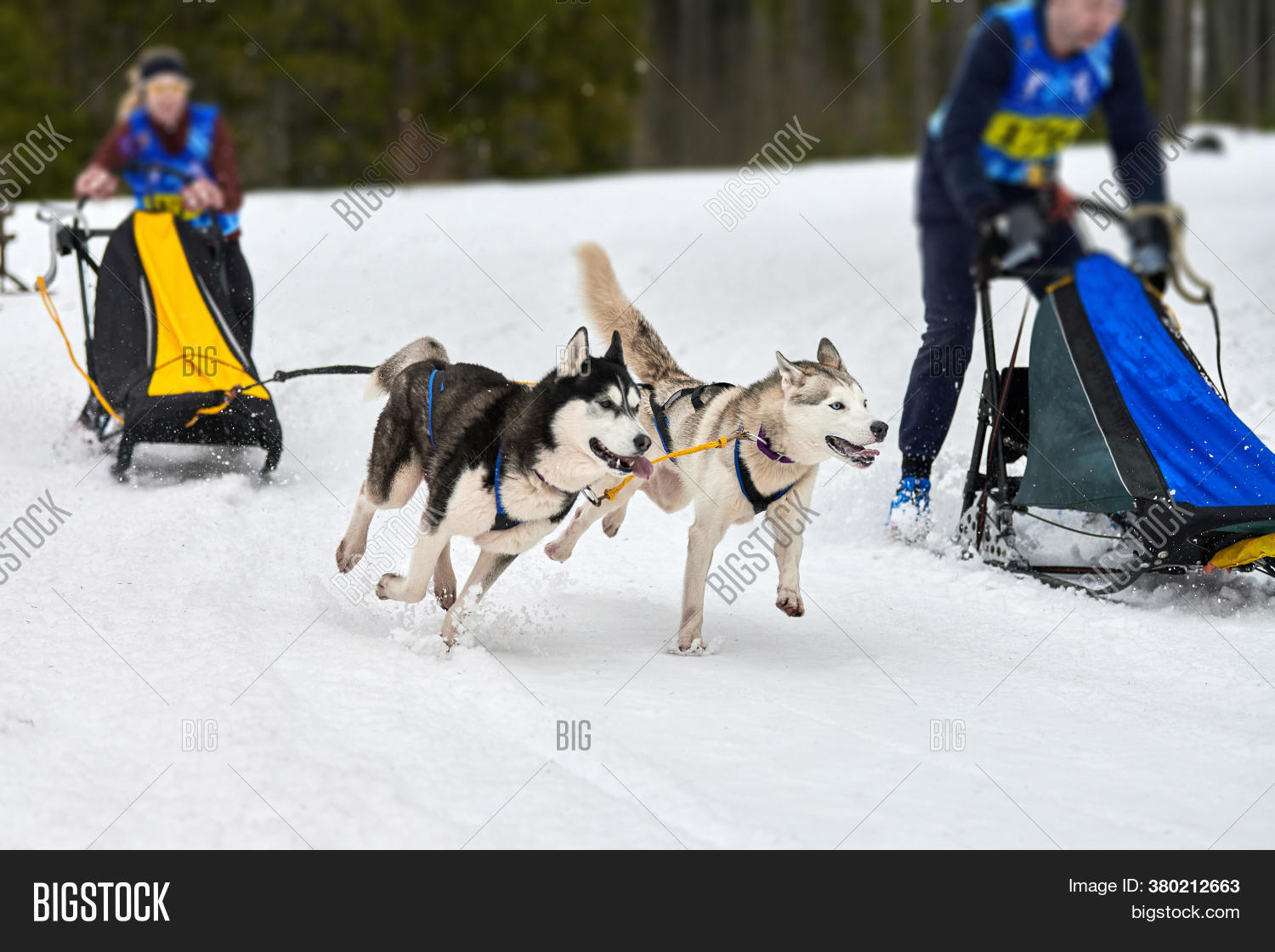 Husky Sled Dog Racing Image & Photo (Free Trial) | Bigstock