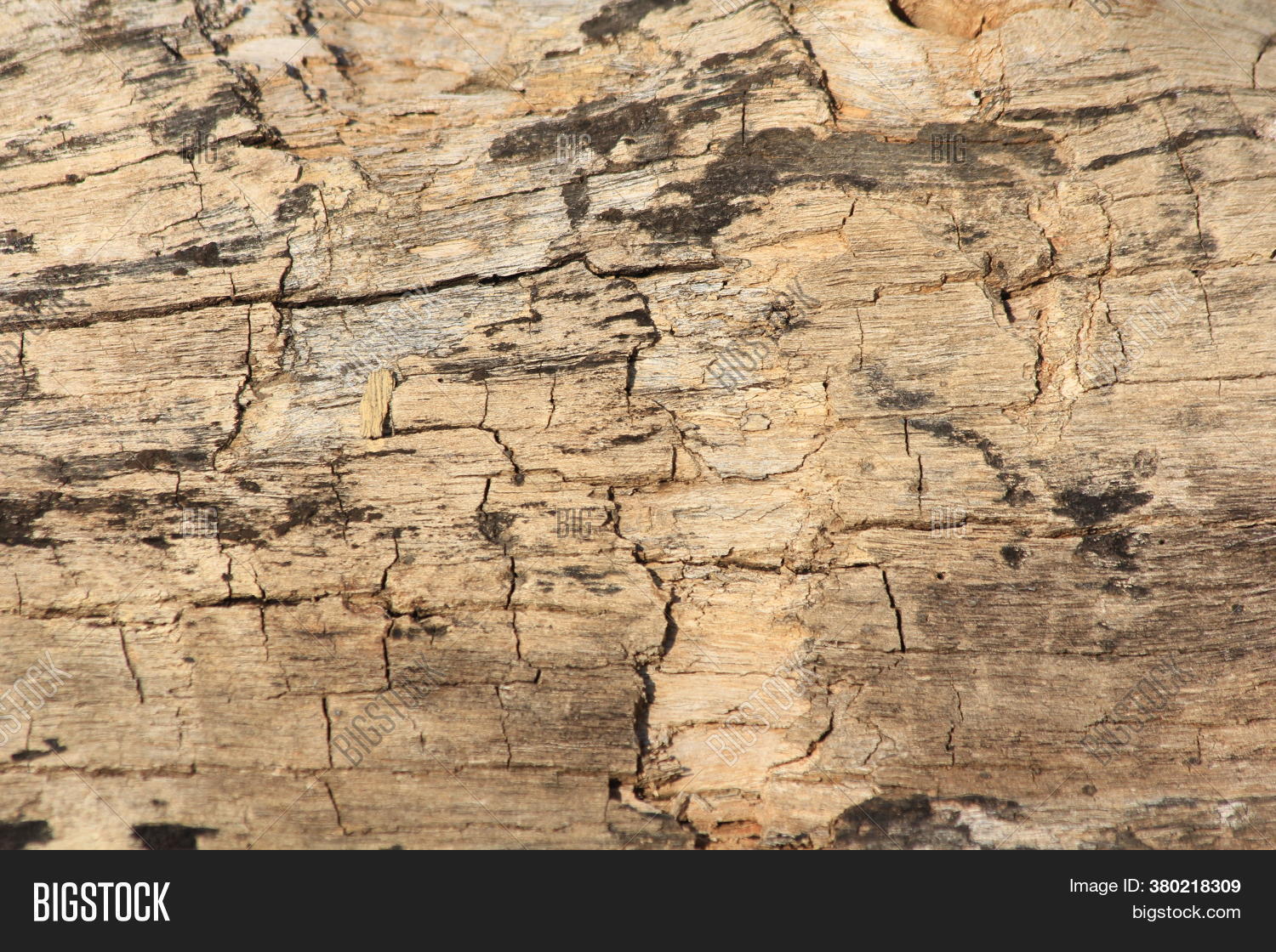 Bark Big Tree Forest Image & Photo (Free Trial) | Bigstock