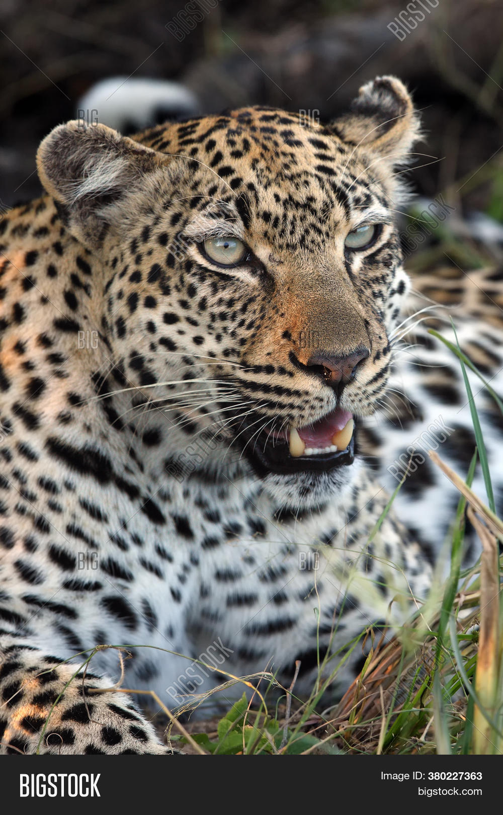 African Leopard ( Image & Photo (Free Trial) | Bigstock