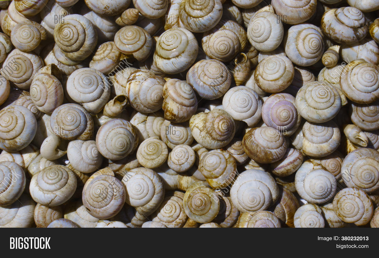 Background Snail Image & Photo (Free Trial) | Bigstock