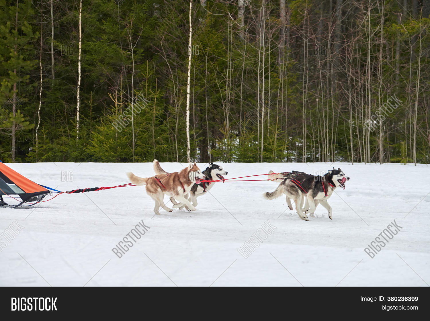 Husky Sled Dog Racing Image & Photo (Free Trial) | Bigstock