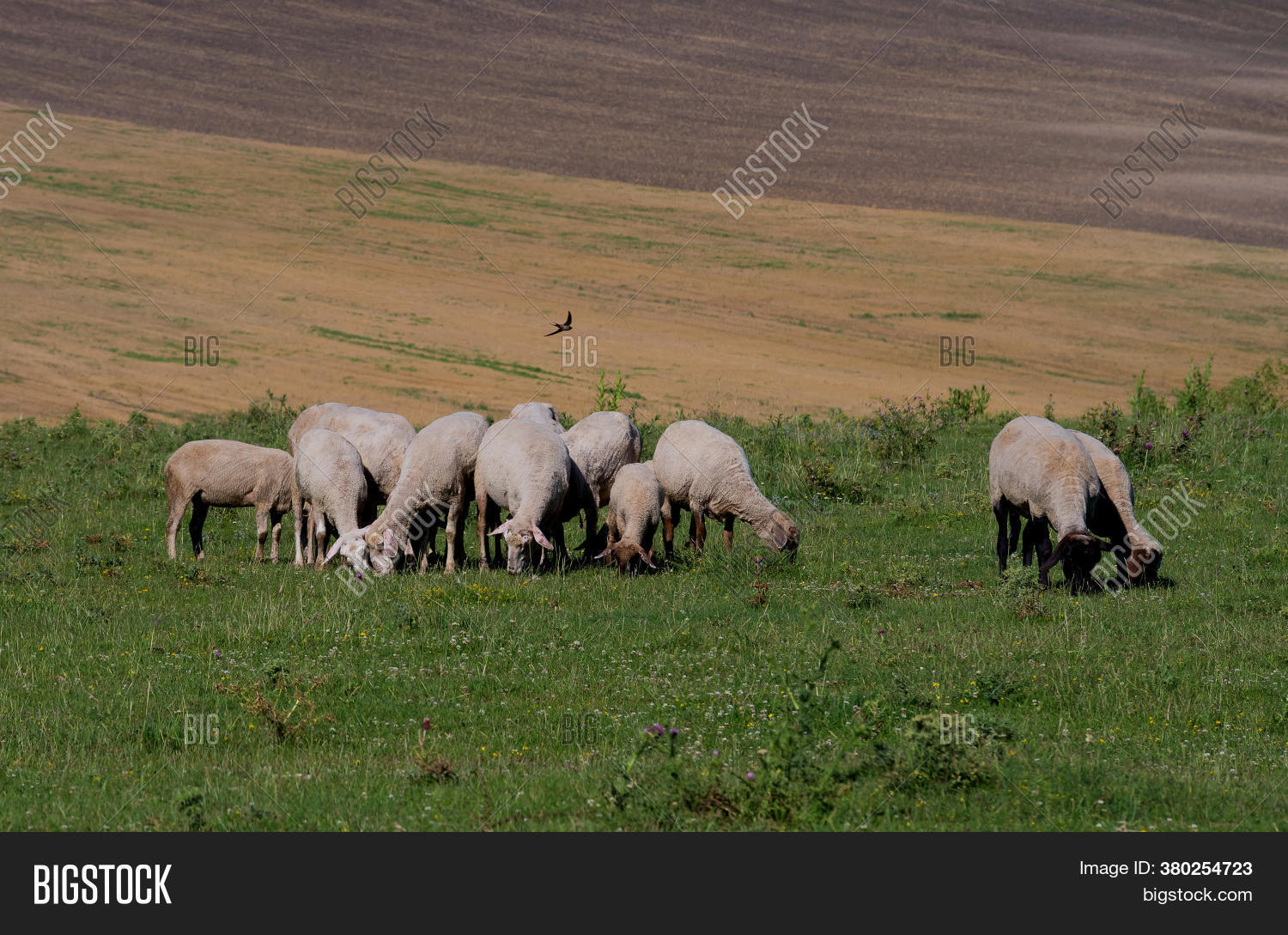 Flock Sheep Graze On Image & Photo (Free Trial) | Bigstock