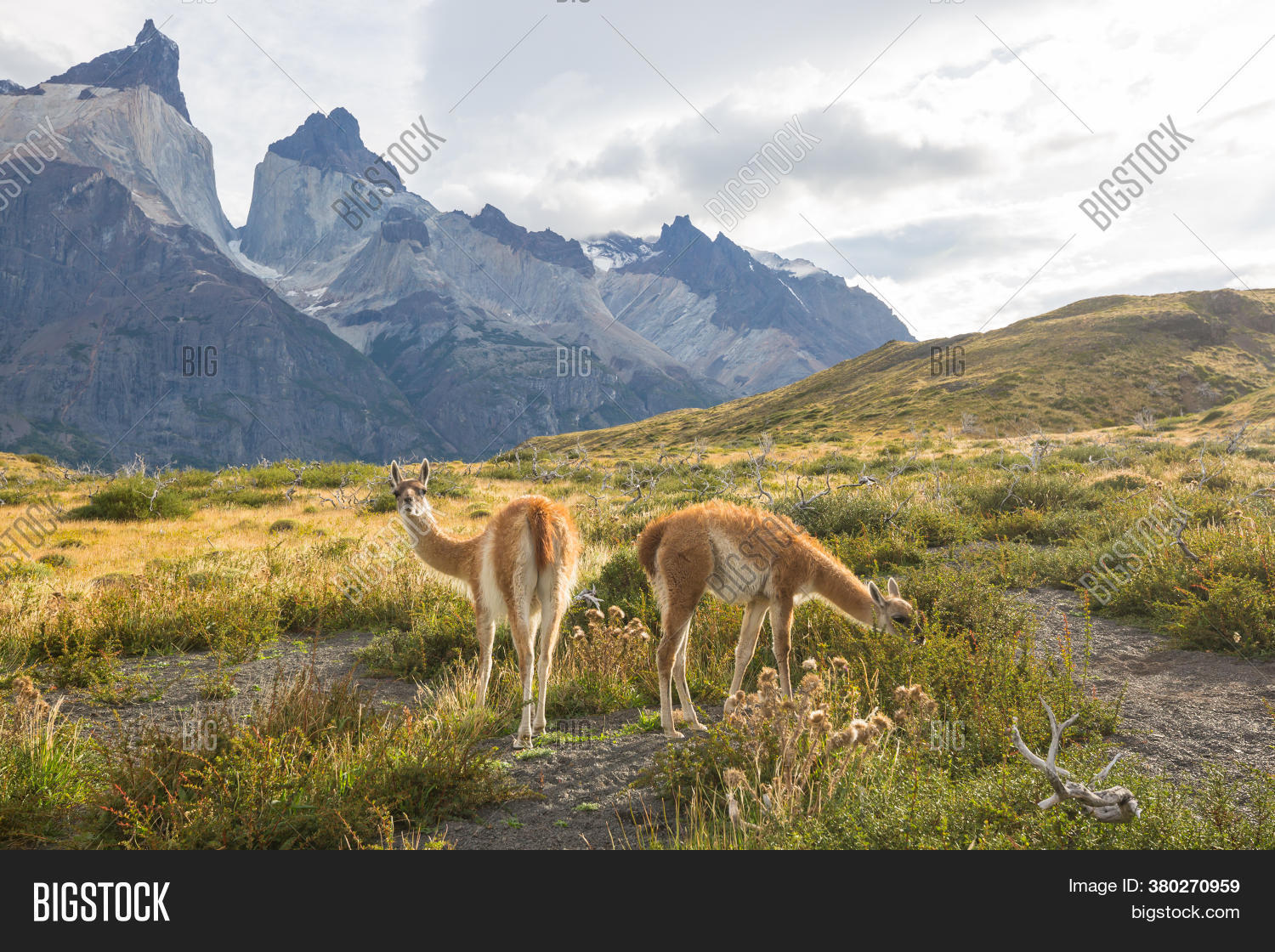 Wild Guanaco (Lama Image & Photo (Free Trial) | Bigstock