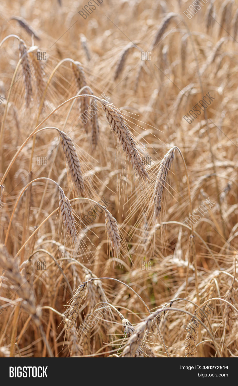 Wheat Field Background Image & Photo (Free Trial) | Bigstock