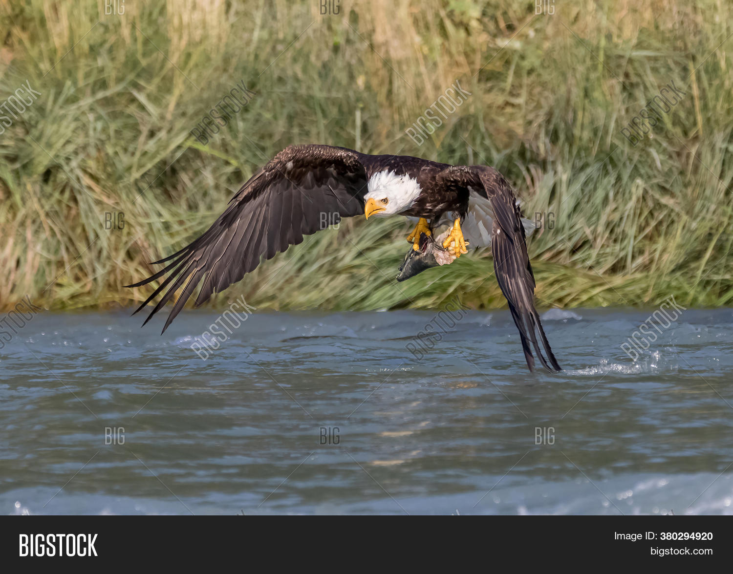 Eagle Flying Fish Image & Photo (Free Trial) | Bigstock