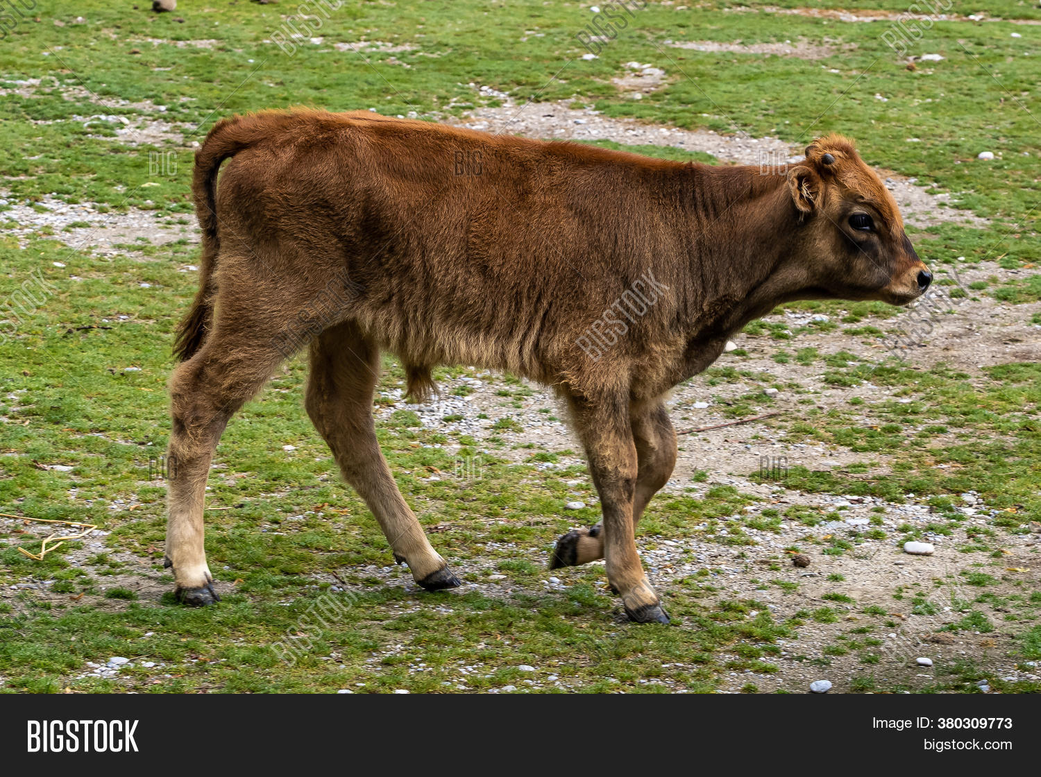 Baby Heck Cattle, Bos Image & Photo (Free Trial) | Bigstock