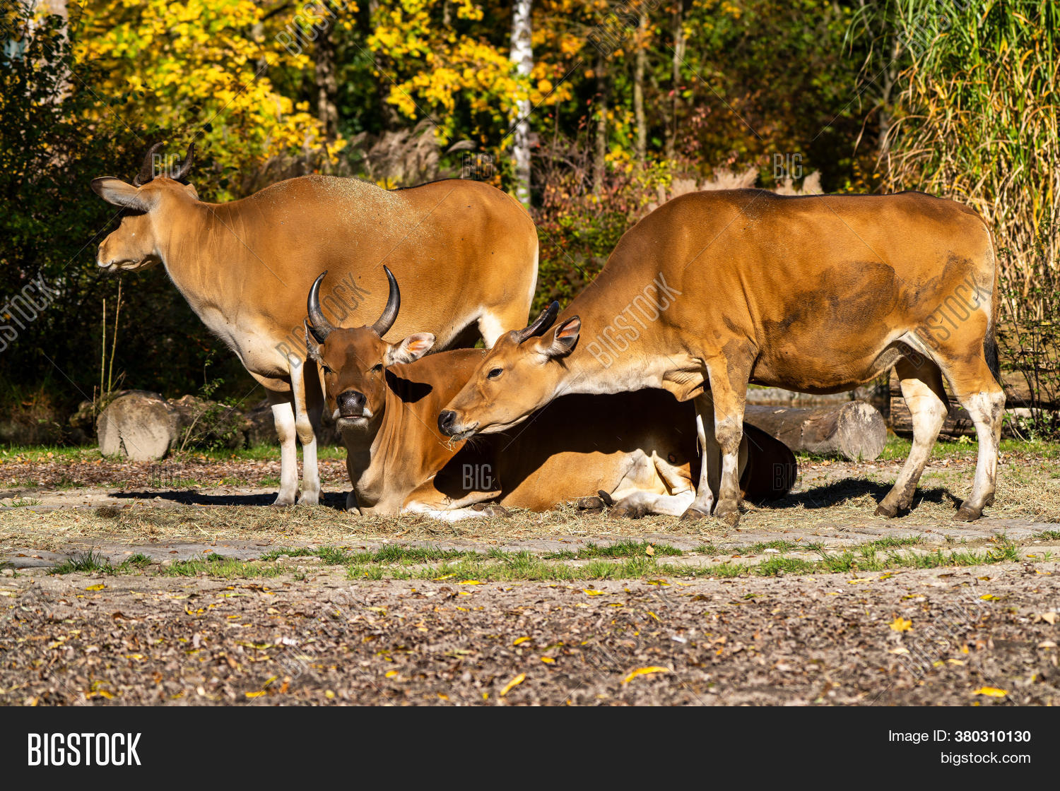 Banteng, Bos Javanicus Image & Photo (Free Trial) | Bigstock