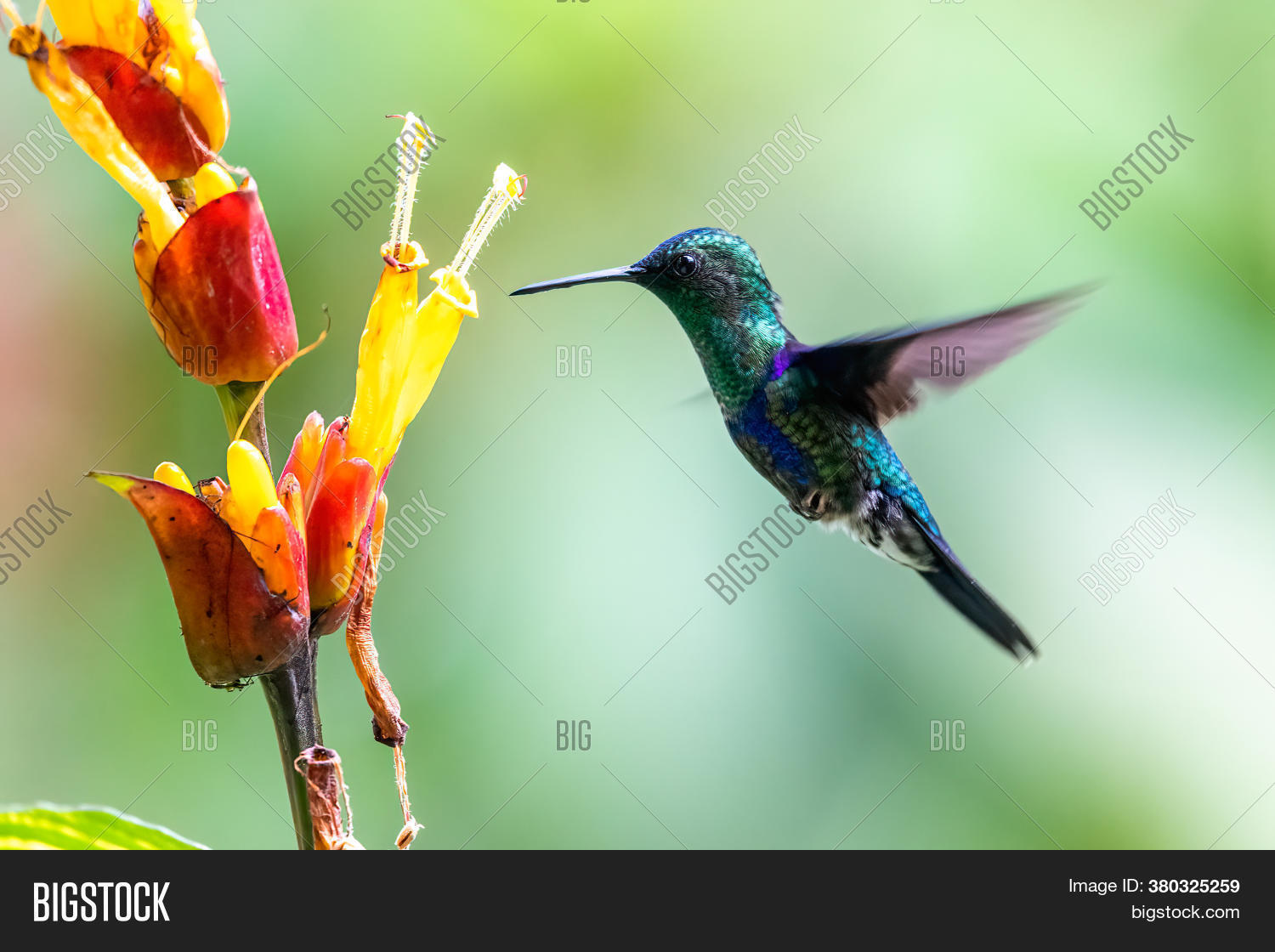Best Humminbird Image & Photo (Free Trial) | Bigstock