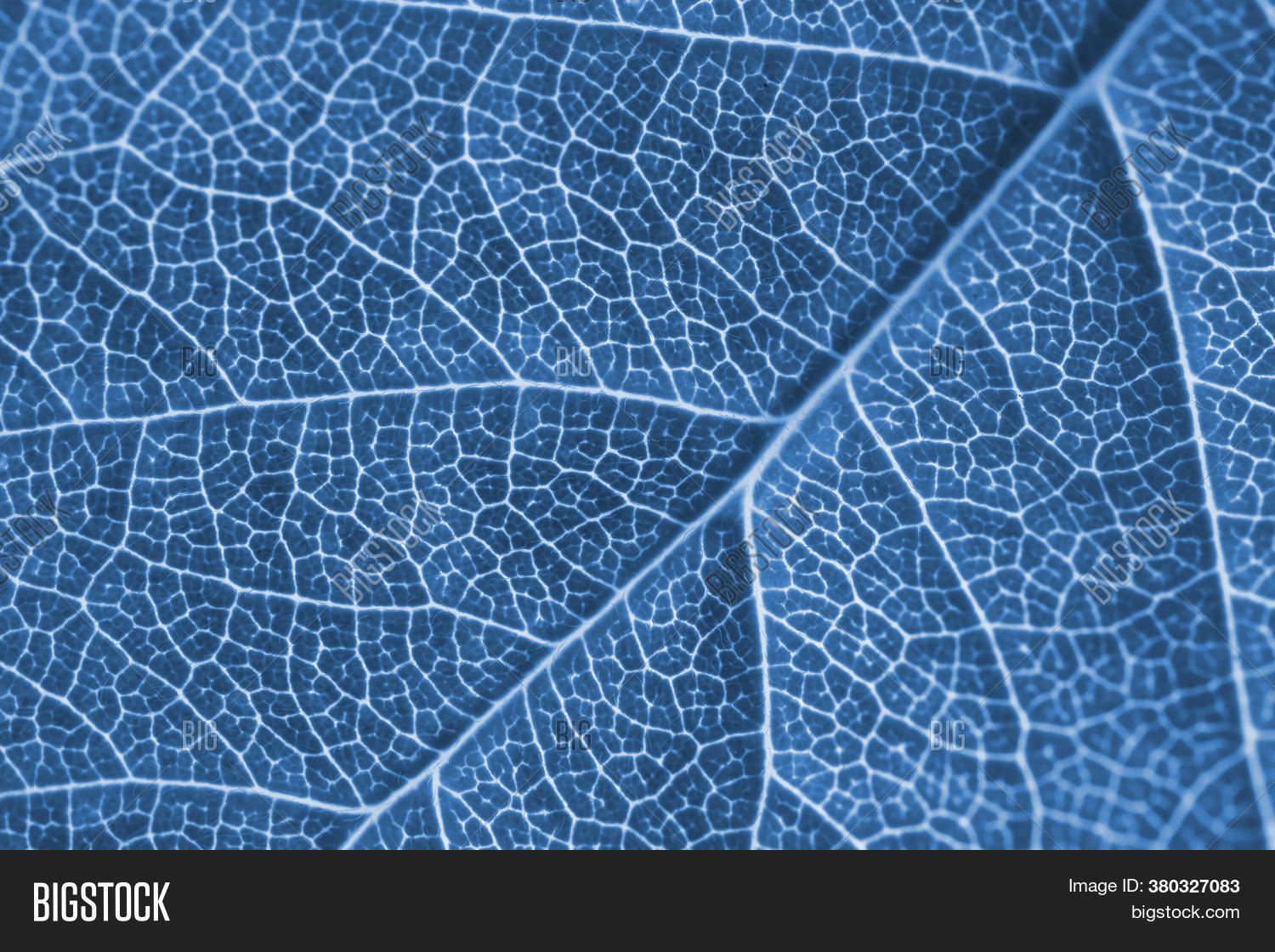 Leaf Tree Close-. Blue Image & Photo (Free Trial) | Bigstock