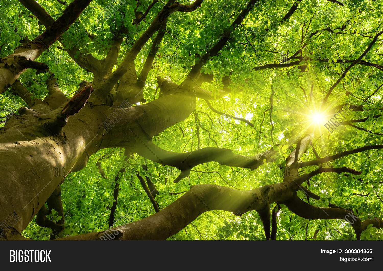 Green Beautiful Canopy Image & Photo (Free Trial) | Bigstock