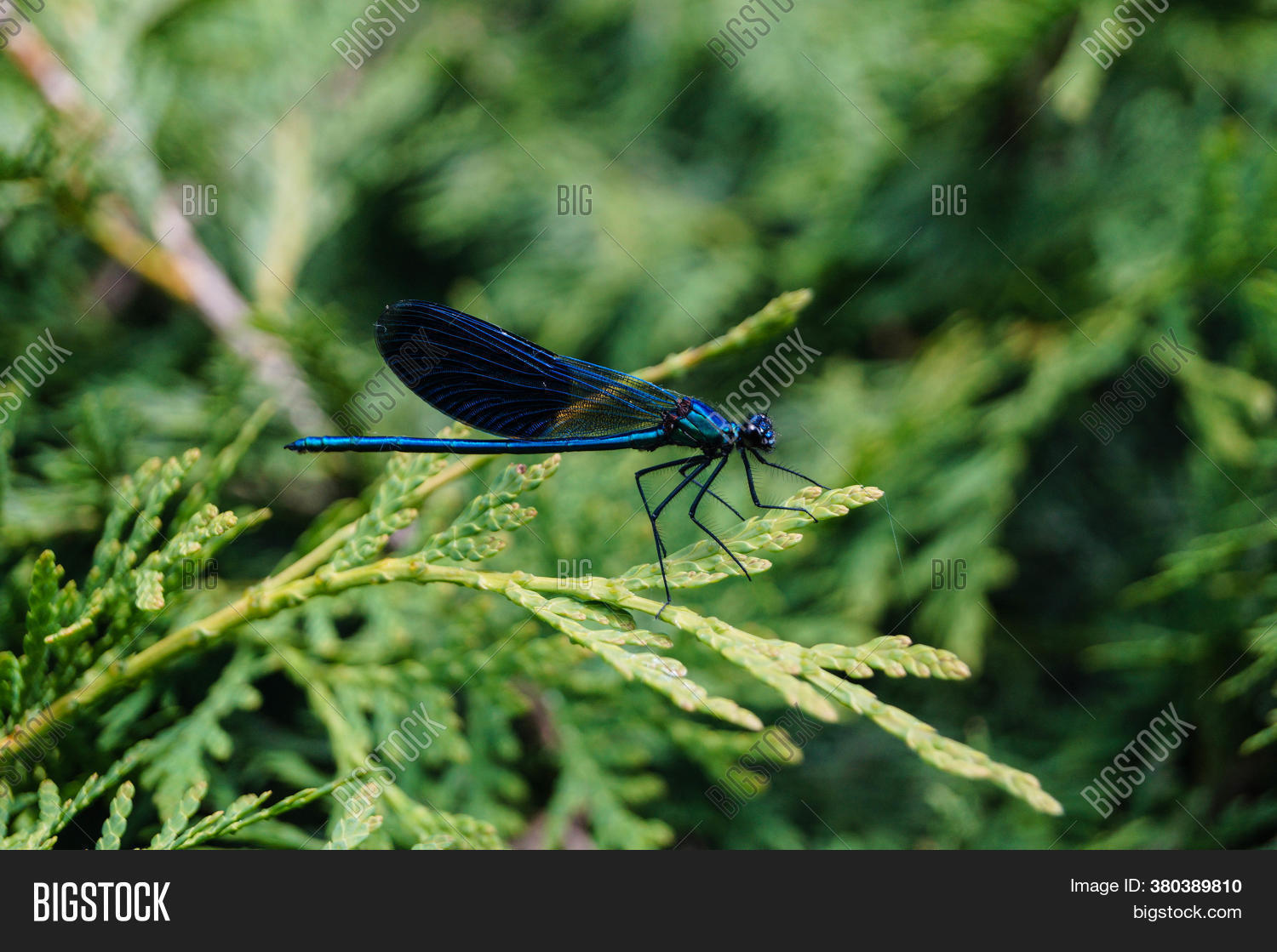 Blue Dragonfly Image & Photo (Free Trial) | Bigstock