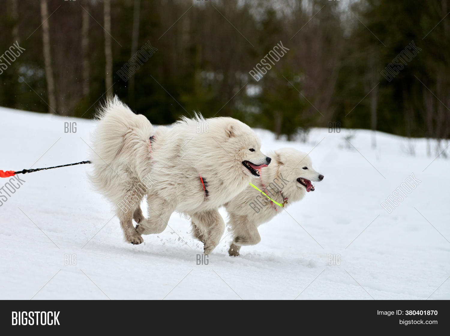 Are Samoyeds Good Running Partners