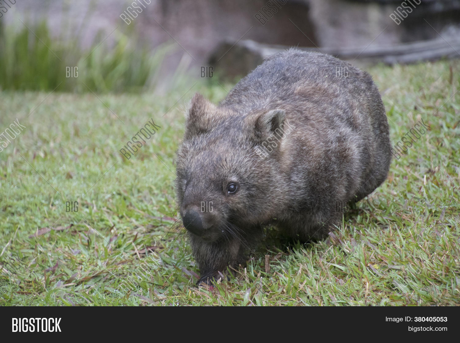 Extremely Sweet Wombat Image & Photo (Free Trial) | Bigstock