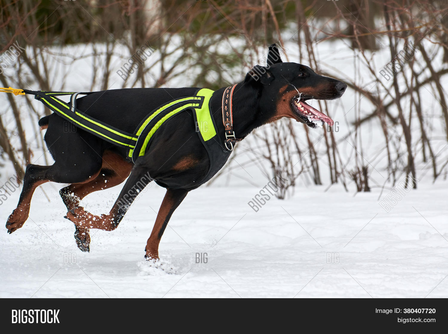Running Doberman Dog Image & Photo (Free Trial) | Bigstock