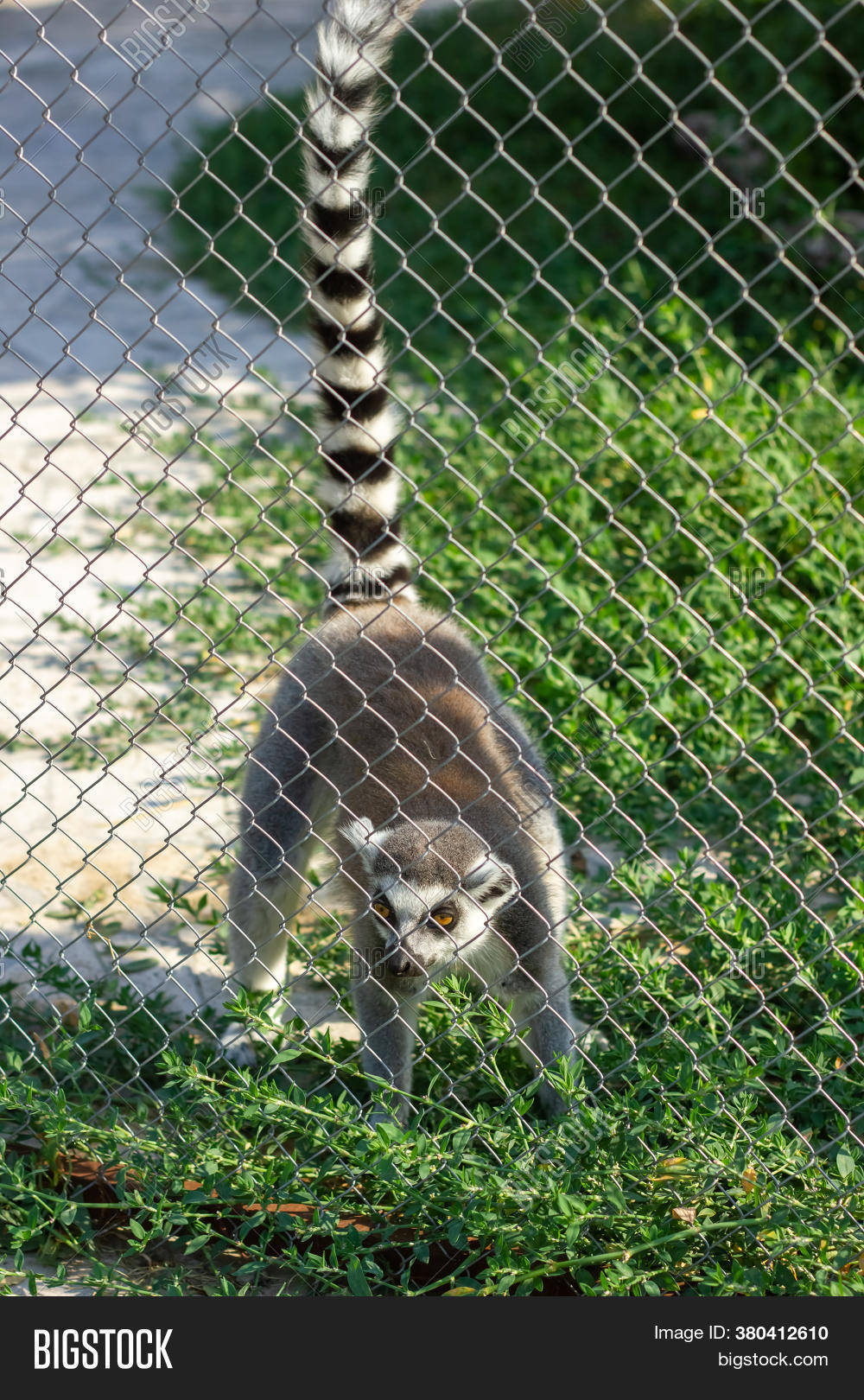 Little Skunk Standing Image & Photo (Free Trial) | Bigstock