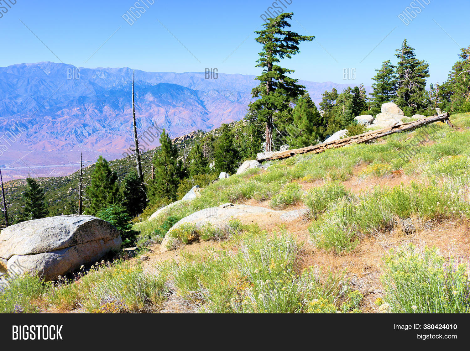 Lush Alpine Meadow Image & Photo (Free Trial) | Bigstock
