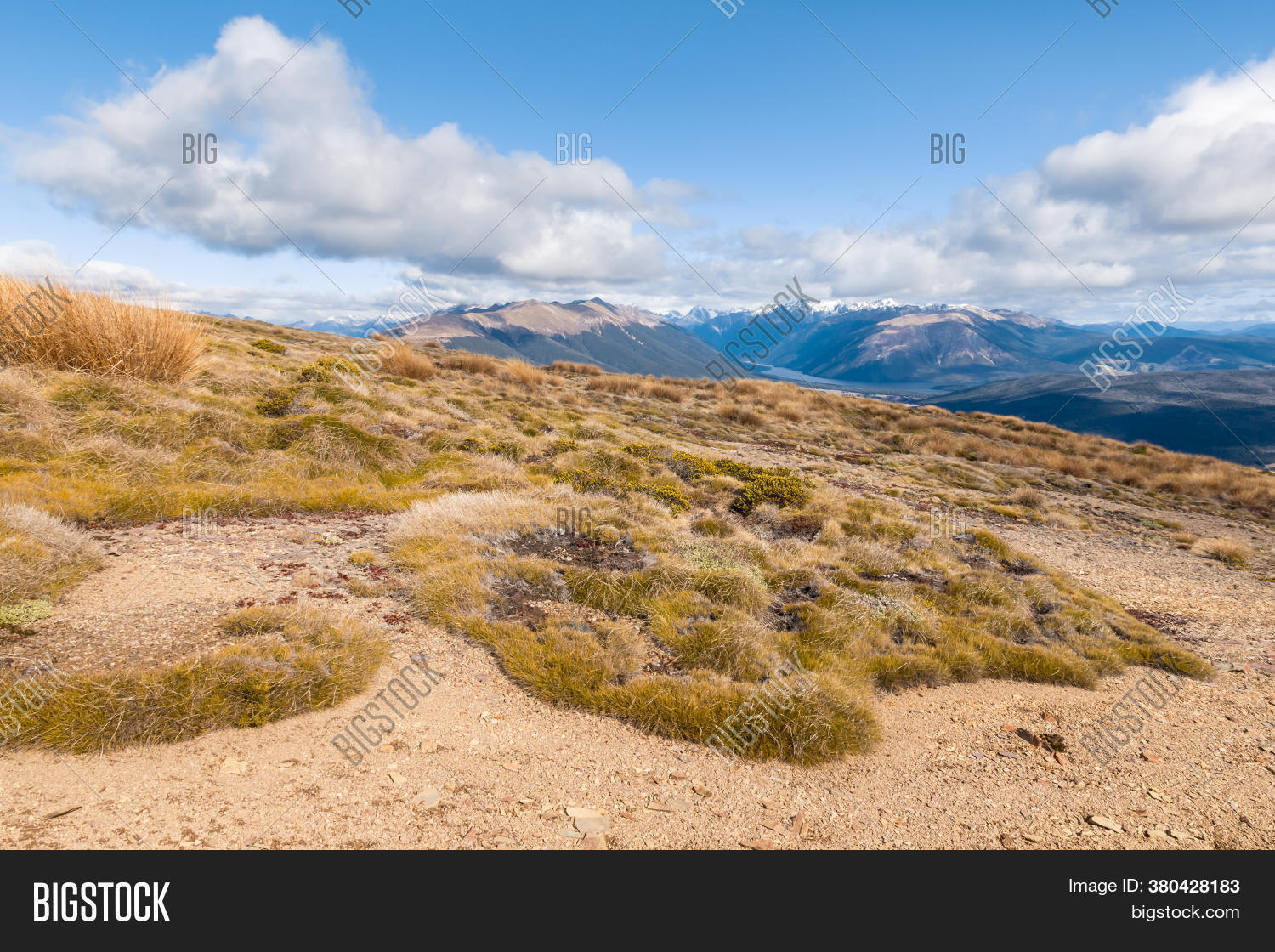 Alpine Vegetation Image & Photo (Free Trial) | Bigstock