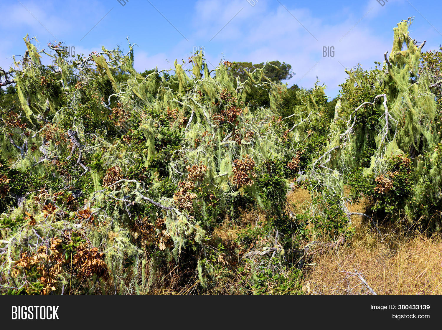 Oak Tree Growing Out Of Rocks
