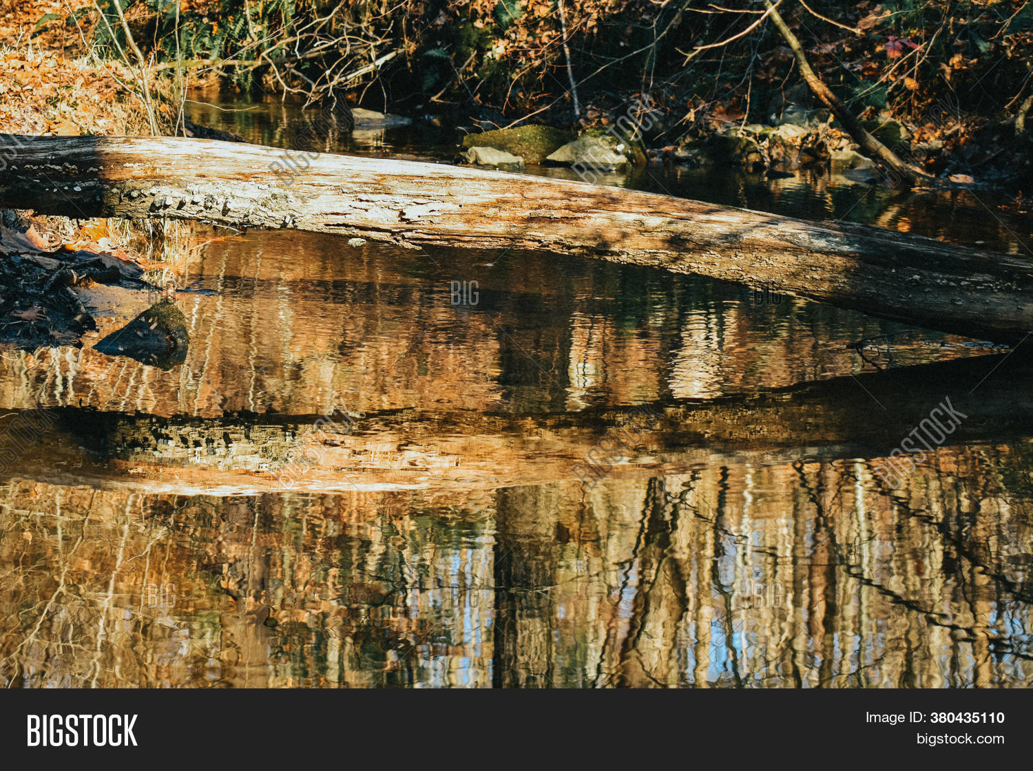 Small Fallen Tree Over Image & Photo (Free Trial) | Bigstock